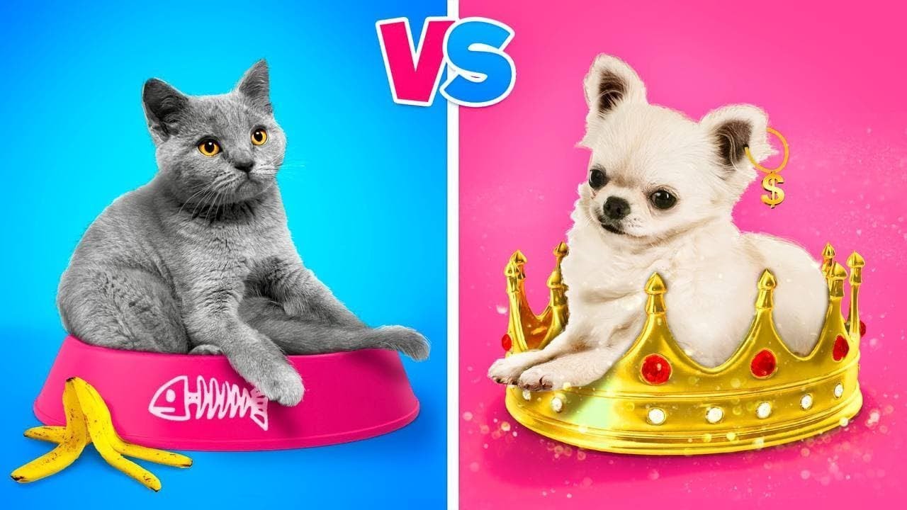 Rich Dog VS Poor Cat | If Billionaire VS Broke Family Adopted a Pet ...
