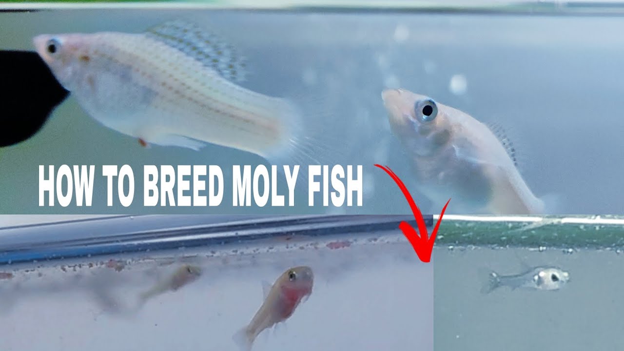 How to breed moly fish step by step | 💯% real trick - YouTube