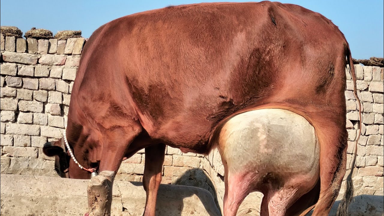 chalo sthaniya Jersey friesian sahiwal cross cow (03024029695)6 January ...