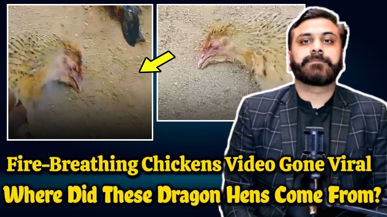 "Fire-Breathing Chickens Gone Viral! Where Did These Dragon Hens Come ...