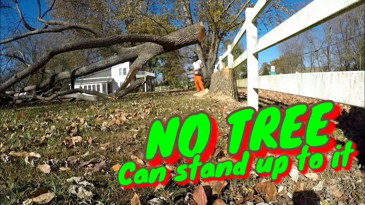 The BEST Tool Ever / Tree Removals /Starting A Tree Service - YouTube