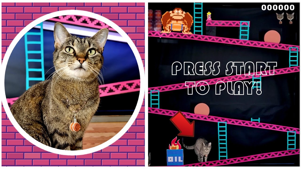 Cat Defeats DONKEY KONG in REAL LIFE - YouTube