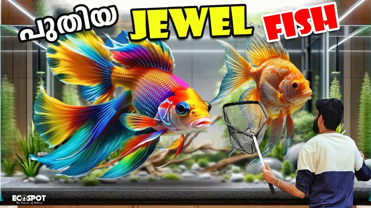 ️പുതിയ JEWEL KOICARP കളെ വാങ്ങി | Bought New Variety Fish For Koi Pond ...
