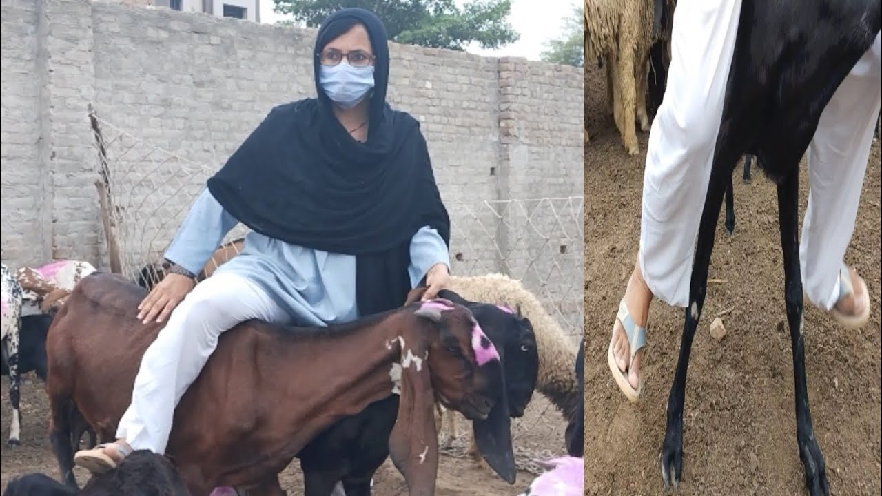 Full Waight Double Goat And Buffalo Riding ll Sheep Riding ll sana ...