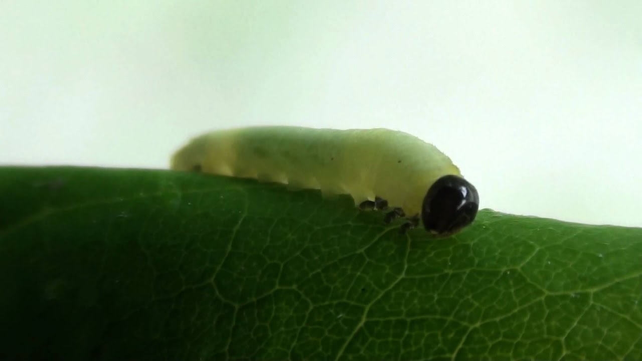 Black-headed Ash Sawfly Larva (Tenthredinidae: Tethida barda) on Leaf ...