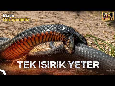 Bir Kral Kobra Isırığı Ne Yapar? | Wild Ones