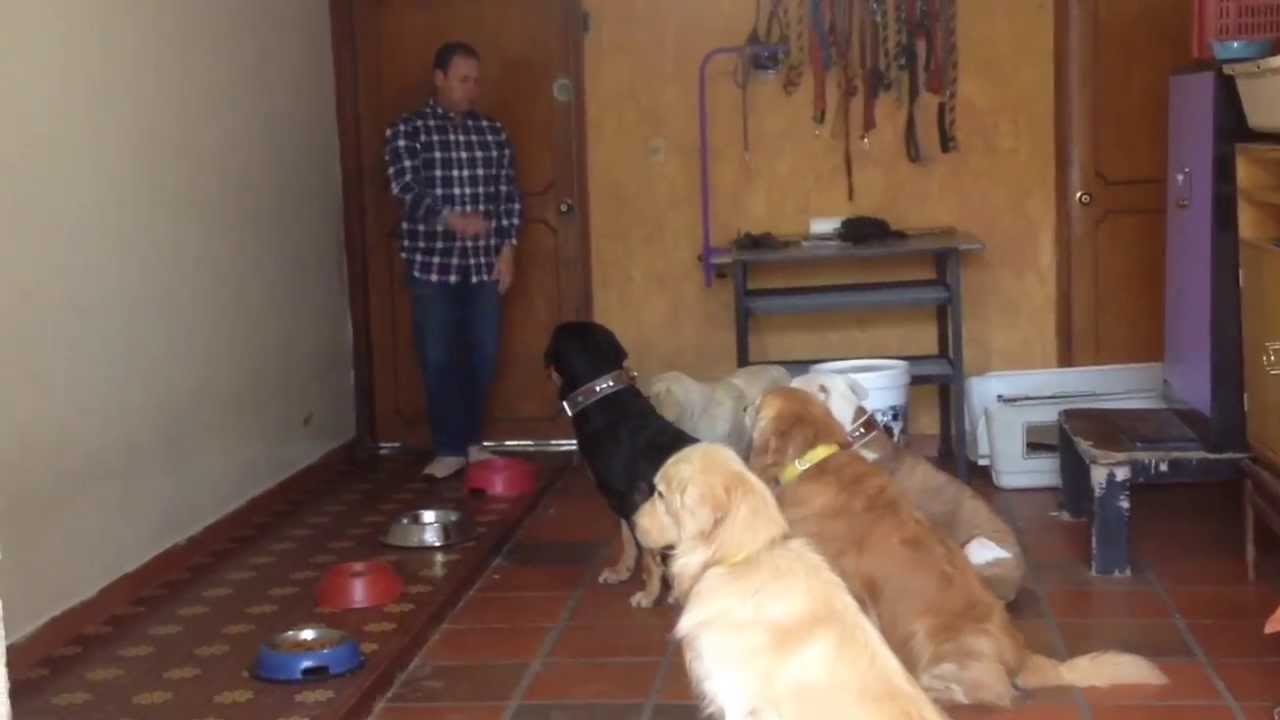 ORANDO CON PERROS en KINDERDOG.ORG - YouTube