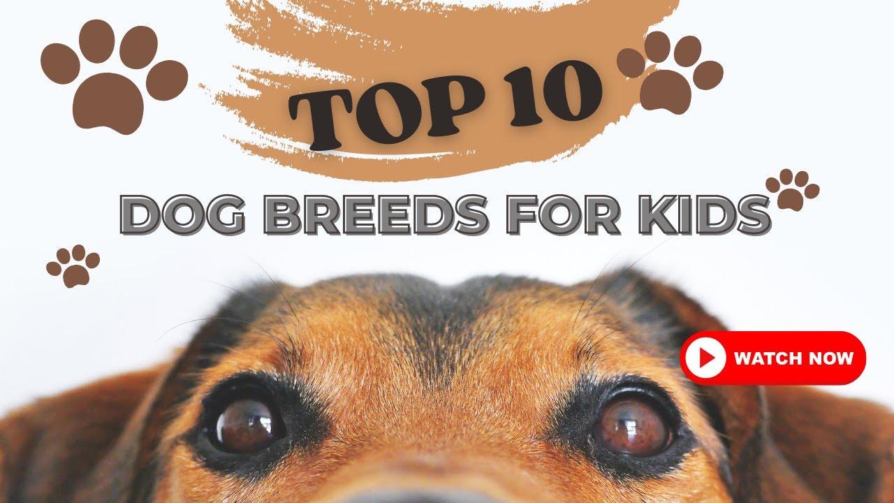 THE 10 BEST DOG BREEDS FOR KIDS - YouTube
