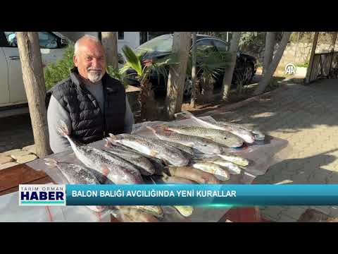Balon balığı avcılığında yeni kurallar