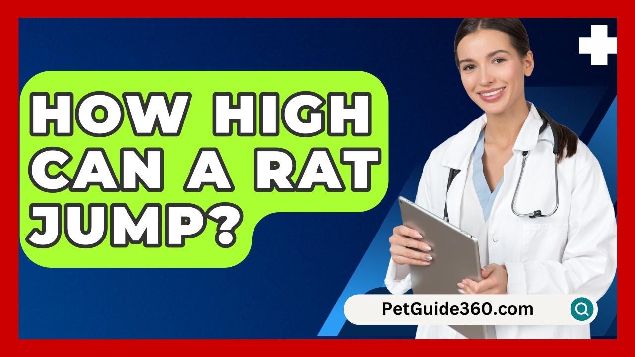 How High Can A Rat Jump? - PetGuide360.com - YouTube