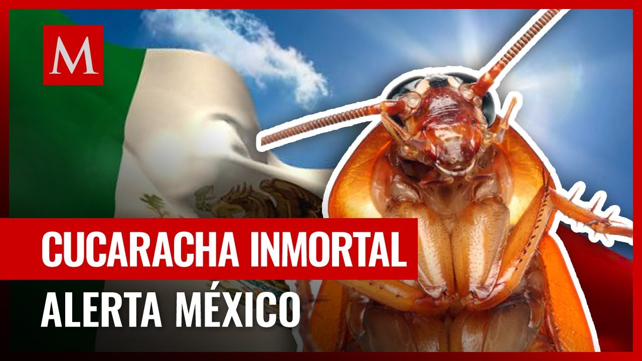 Alertan por supercucaracha en México; resiste hasta 5 tipos de ...