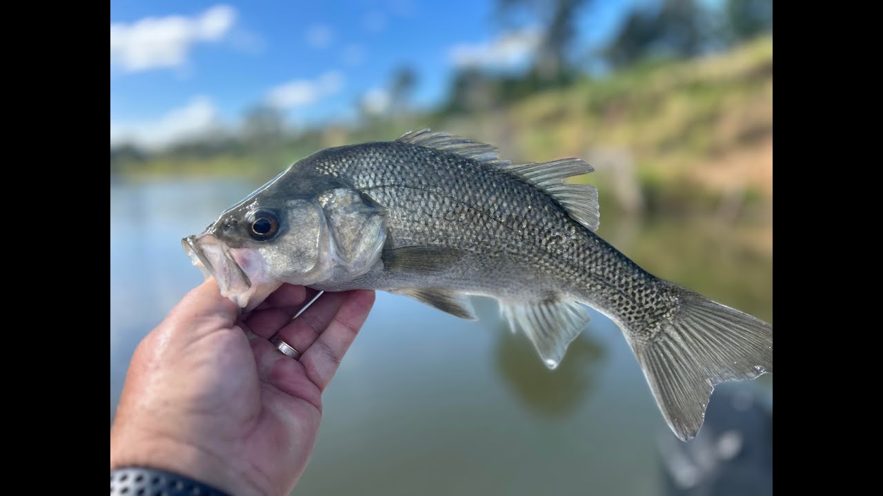 Brisbane River bass fishing - breaking it down - YouTube