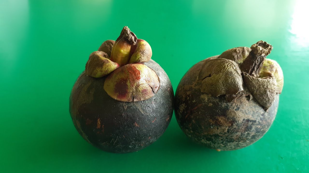 Manggis (mangosteen) - YouTube