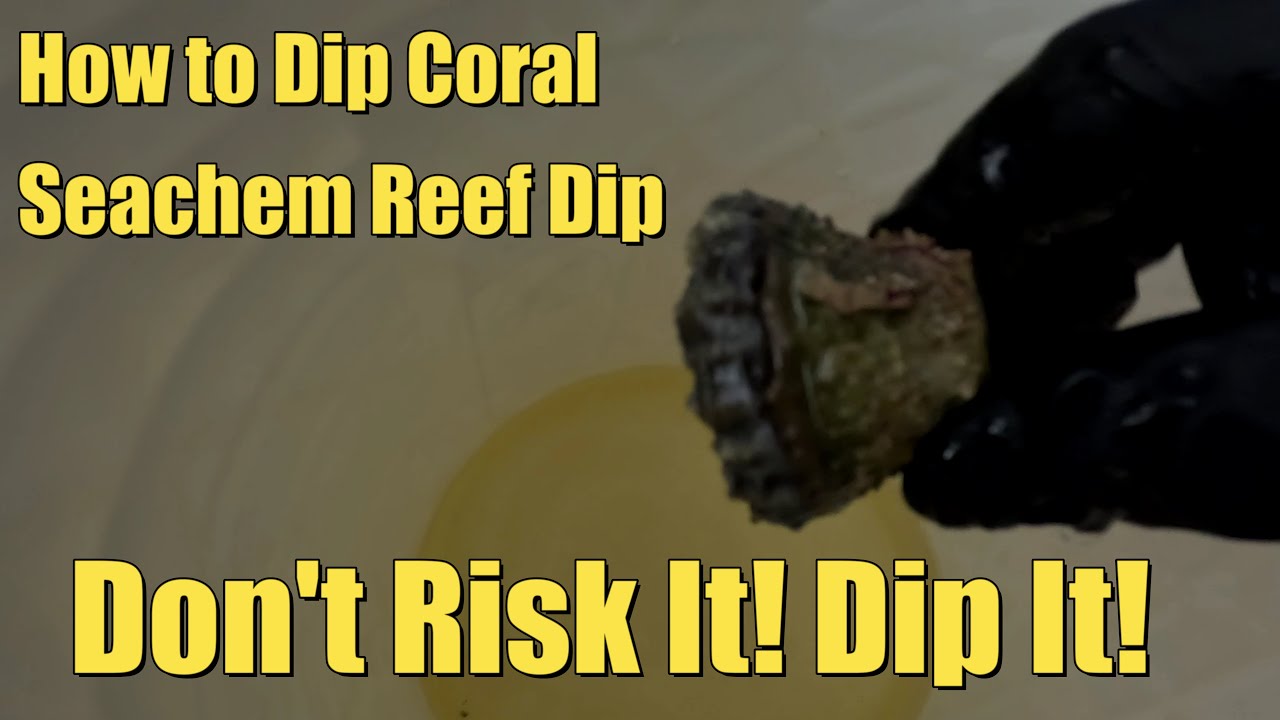 How to Dip Coral - Don't Risk It! Dip It! | Safeguard Your Corals - YouTube