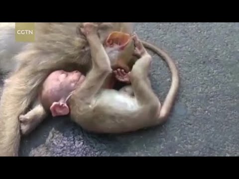 Ağlayan yavru maymun