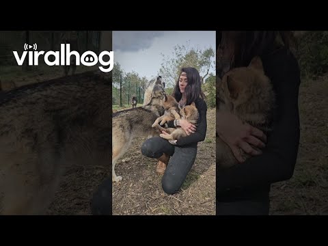 Wolf Protects Woman Cuddling Puppies || ViralHog