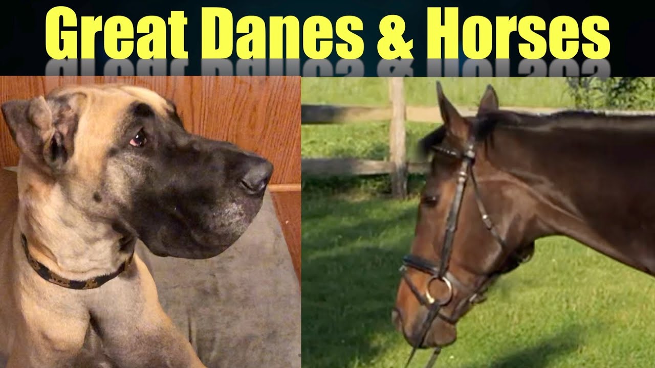 Magic & Finn the Great Danes chill with horses - YouTube