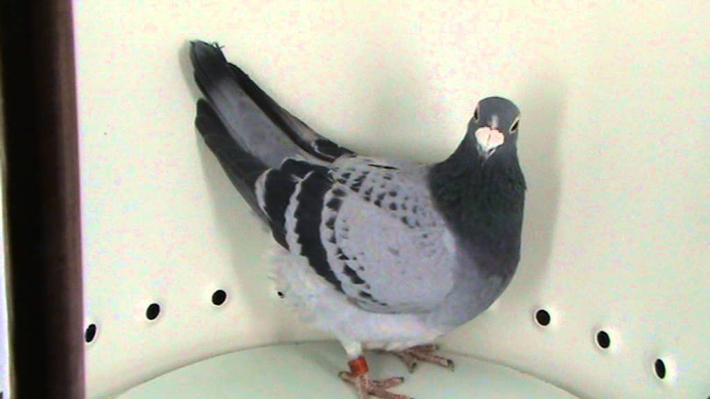 Margelatu Gica DV 1790 783 2007 F film prezentare - YouTube