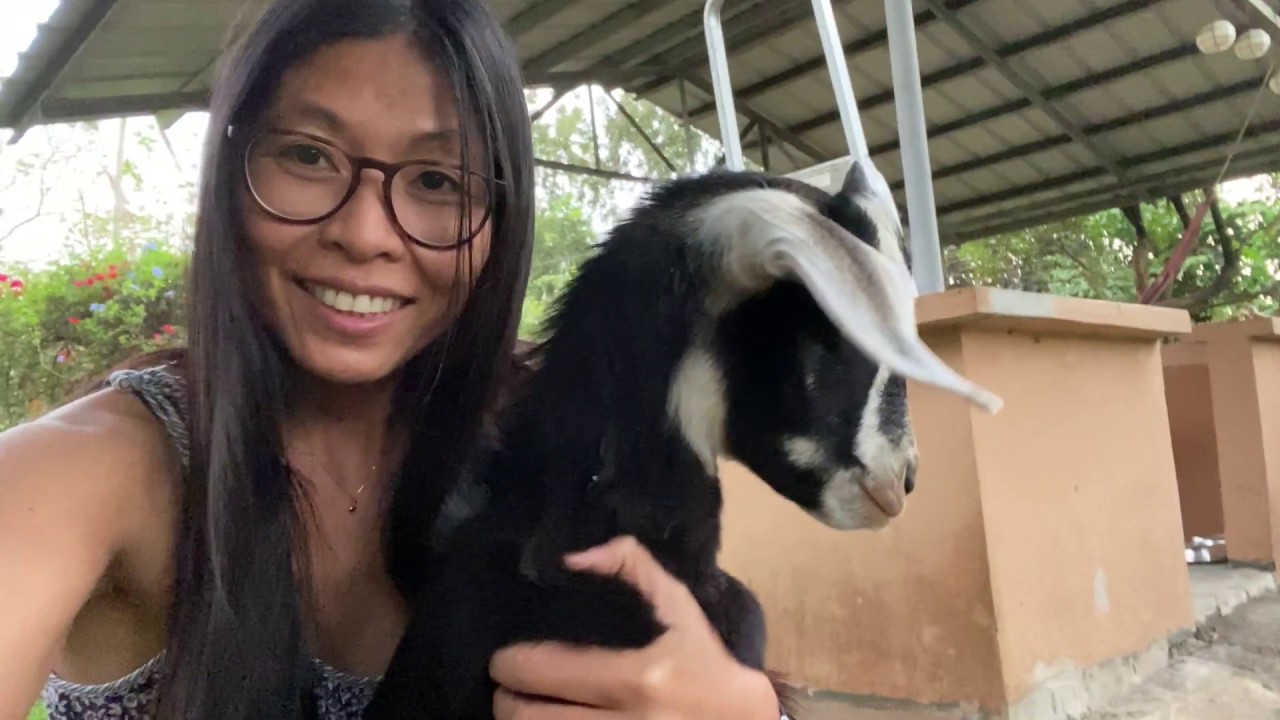Vlog197: HOW TO TAKE CARE OF GOATS | FARM UPDATES | filipina german ...