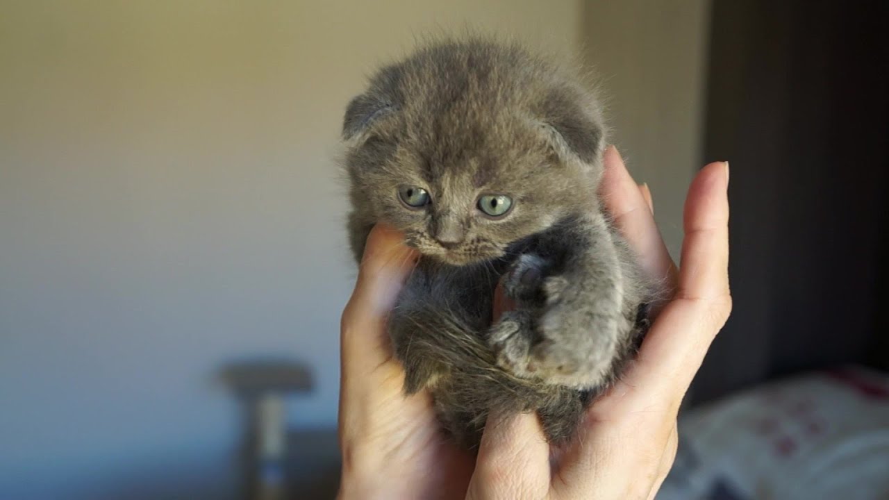 Bébé chaton gris, race Scottish Fold - YouTube