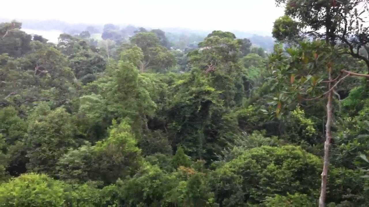 Singapore Tree Top Canopy Walk - YouTube