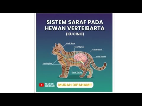 Sistem Saraf Pada Hewan Vertebrata Kucing - YouTube