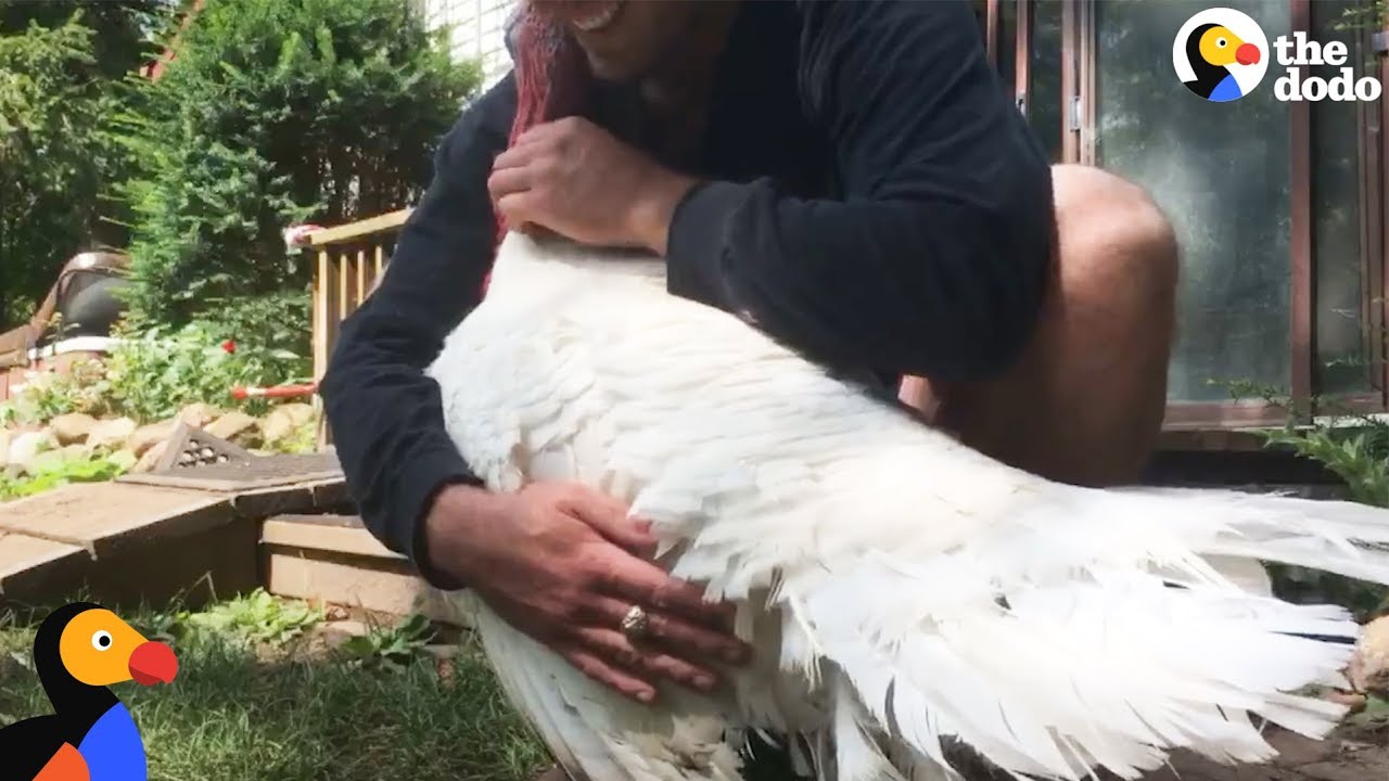 Turkey Loves Cuddling With Man Who Rescued Him | The Dodo - YouTube