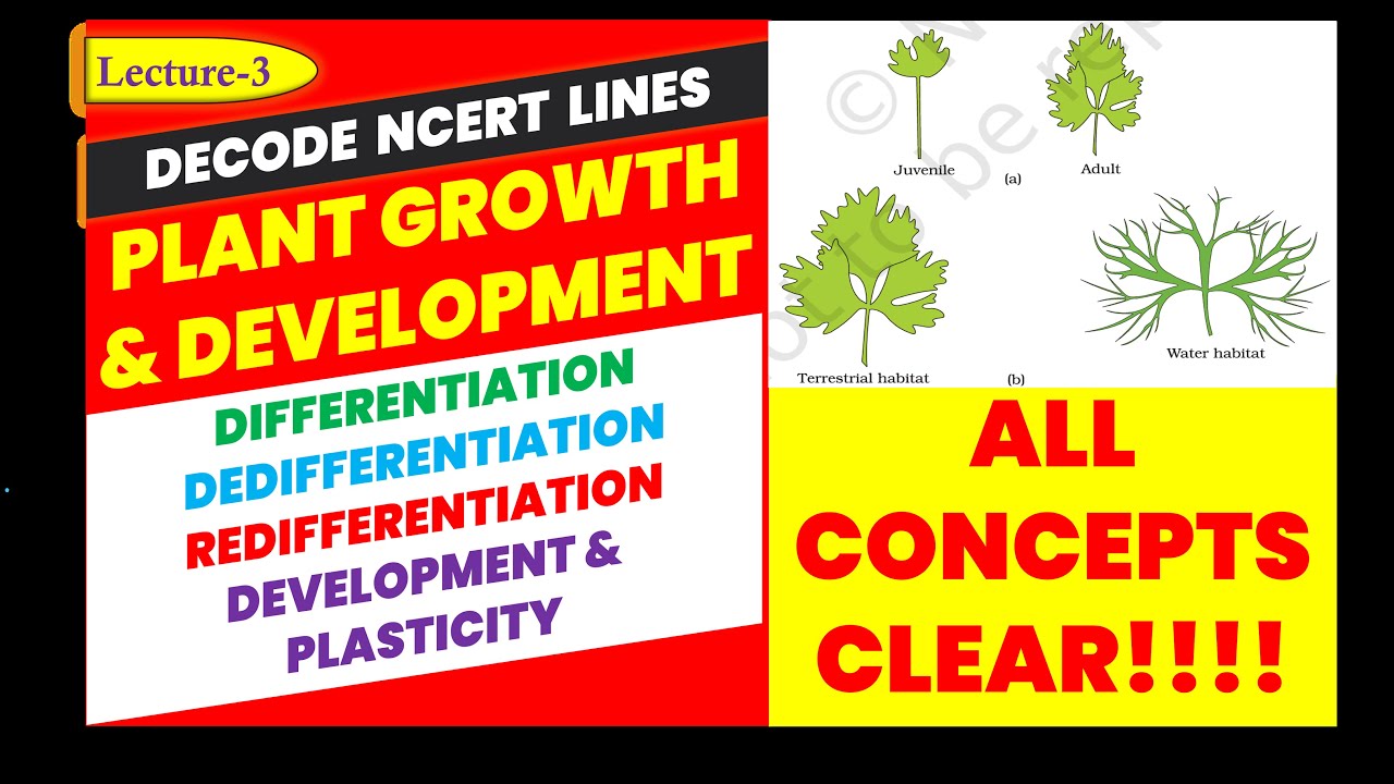 Differentiation || Dedifferentiation || Redifferentiation || Plasticity ...