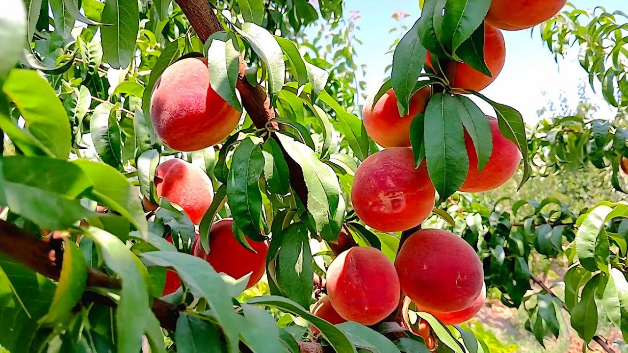 Picking sweet, juicy, colorful , and giant peaches 🍑 - YouTube