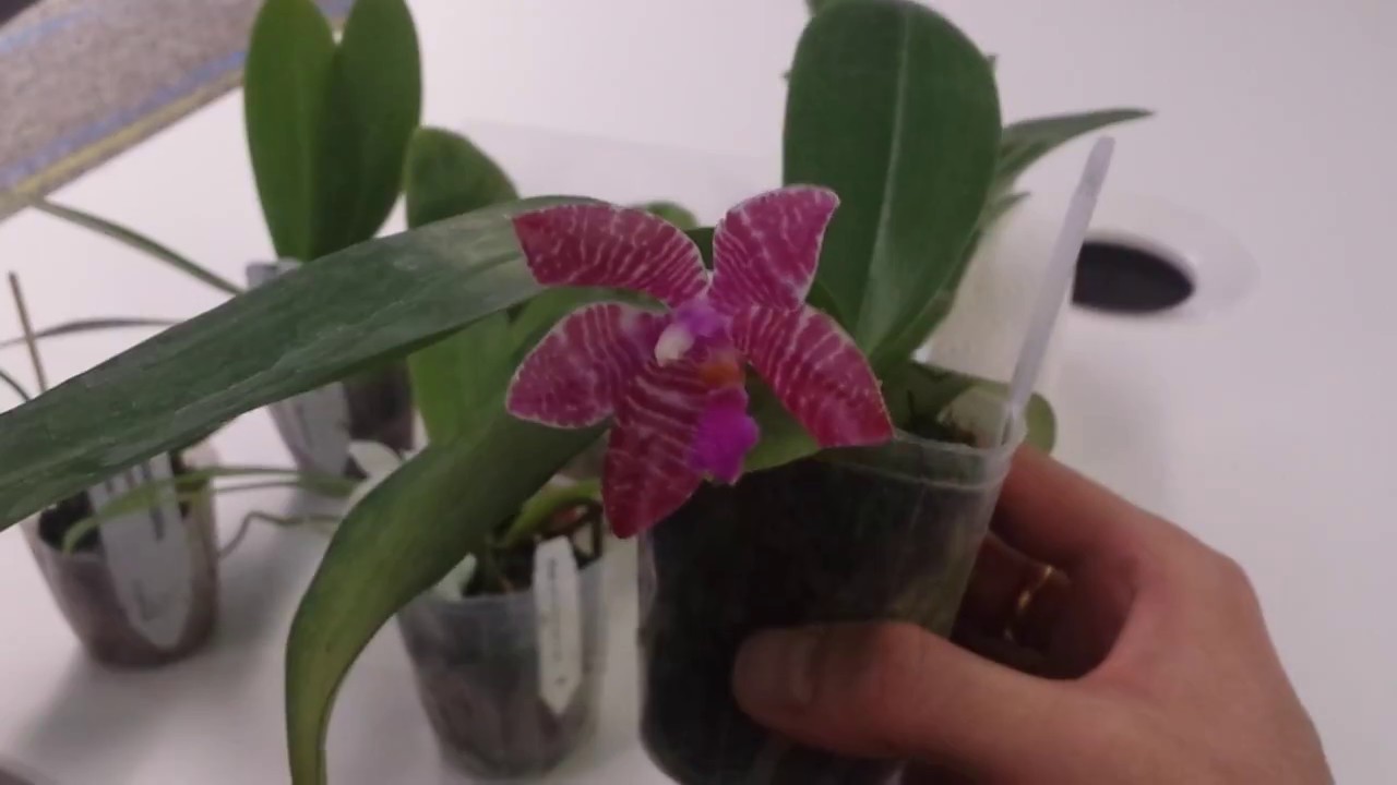 Orchid Haul - Phalaenopsis Species, Primary Hybrids, and Complex ...