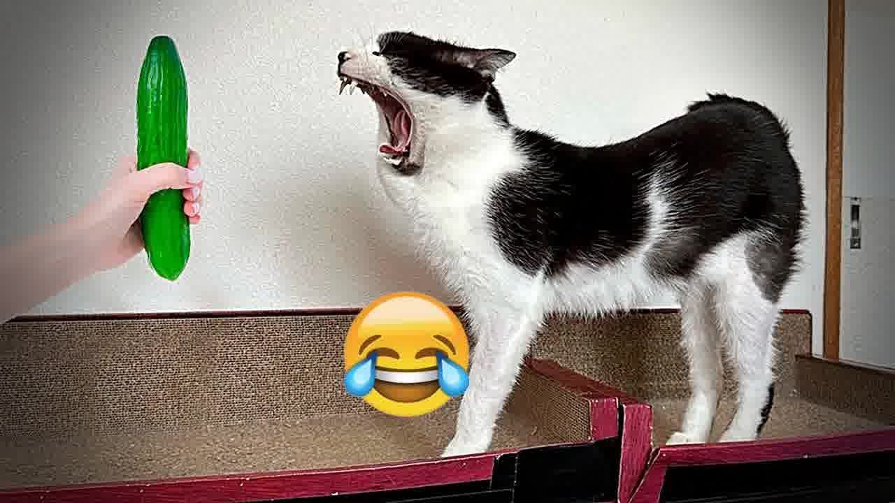 The Most Dramatic Dogs and cats are Waiting for You here!🤣FUNNIEST ...