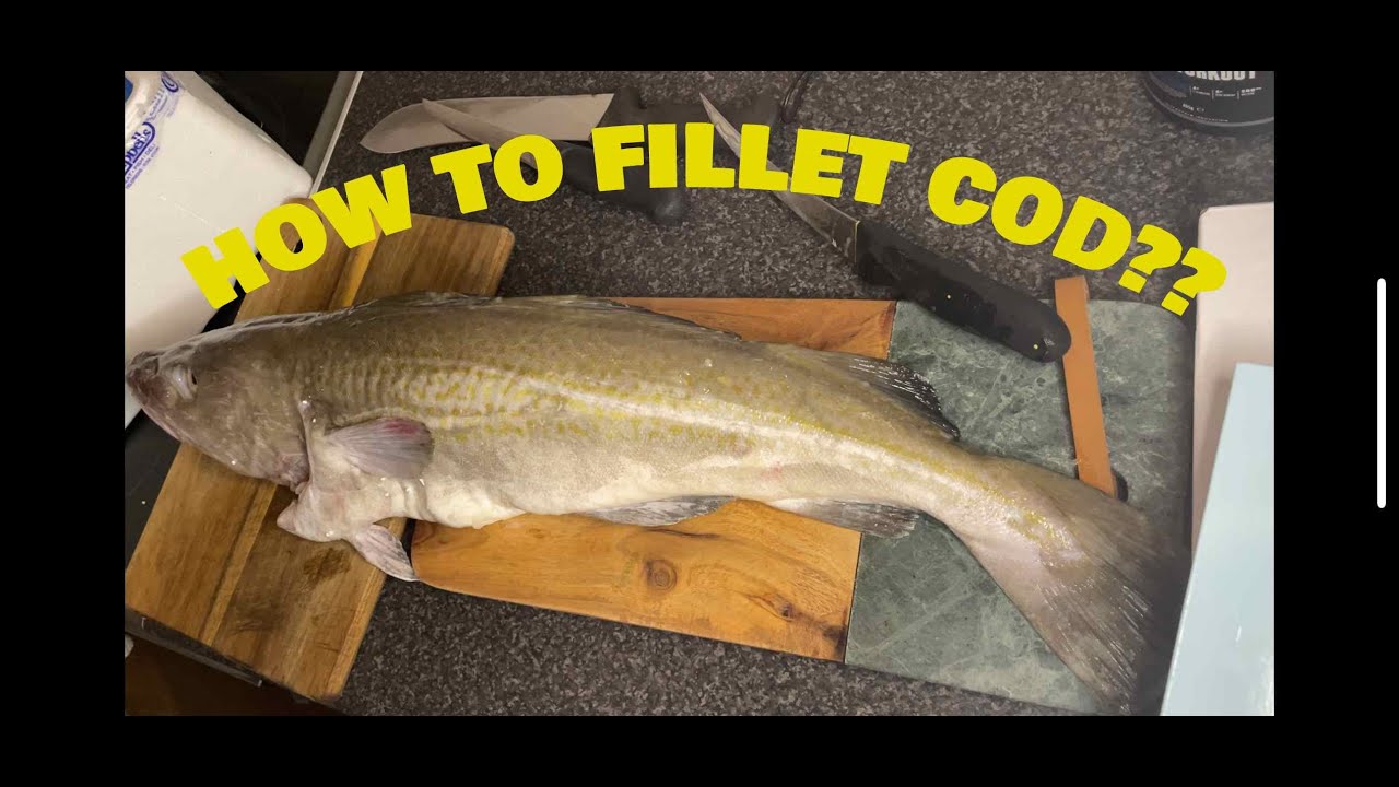 HOW TO FILLET WHOLE COD IN 2024/QUICK AND EASY - YouTube