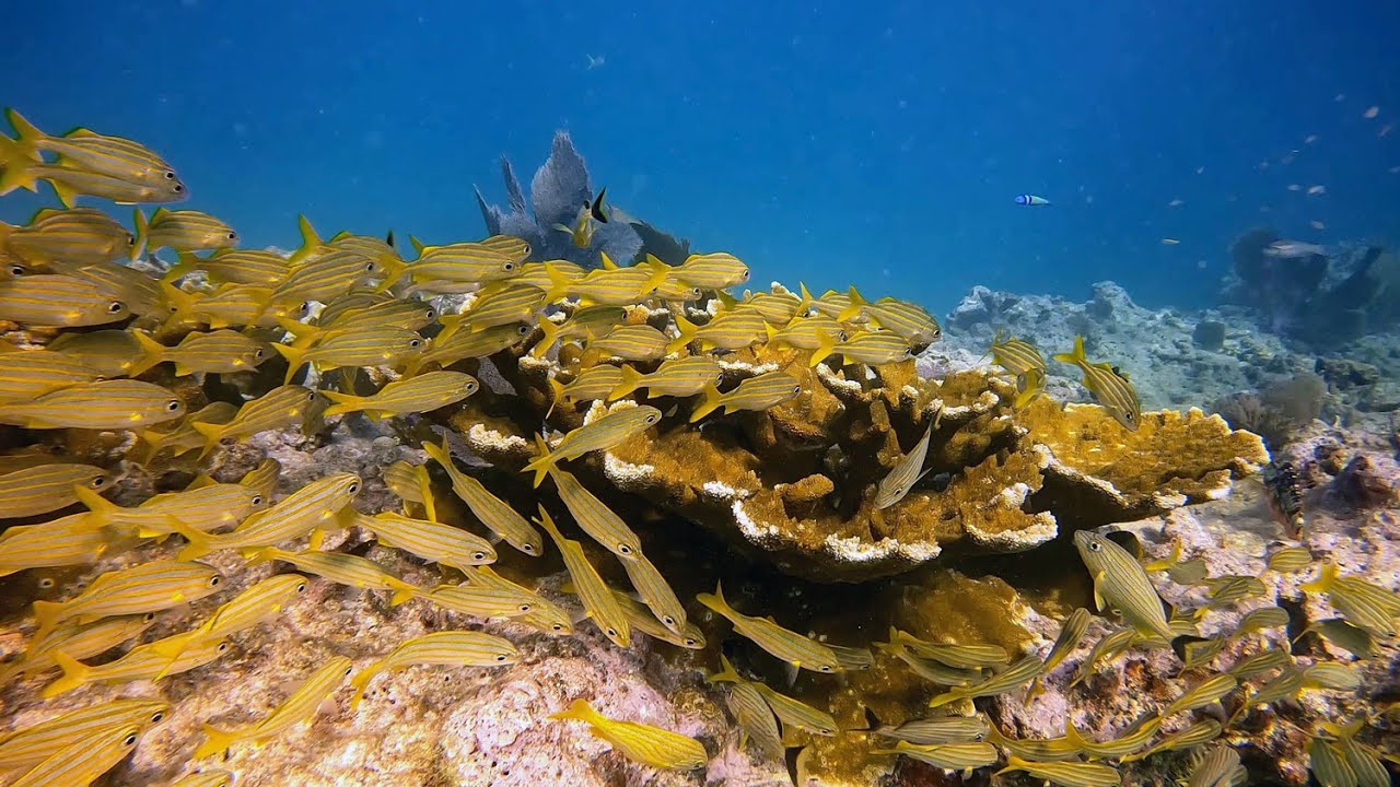 SCUBA Diving at Pickles and Snapper Reefs, Keys Largo Florida an - YouTube
