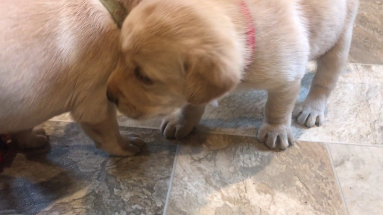 Rugby 4-week-old British Labrador Puppies - YouTube