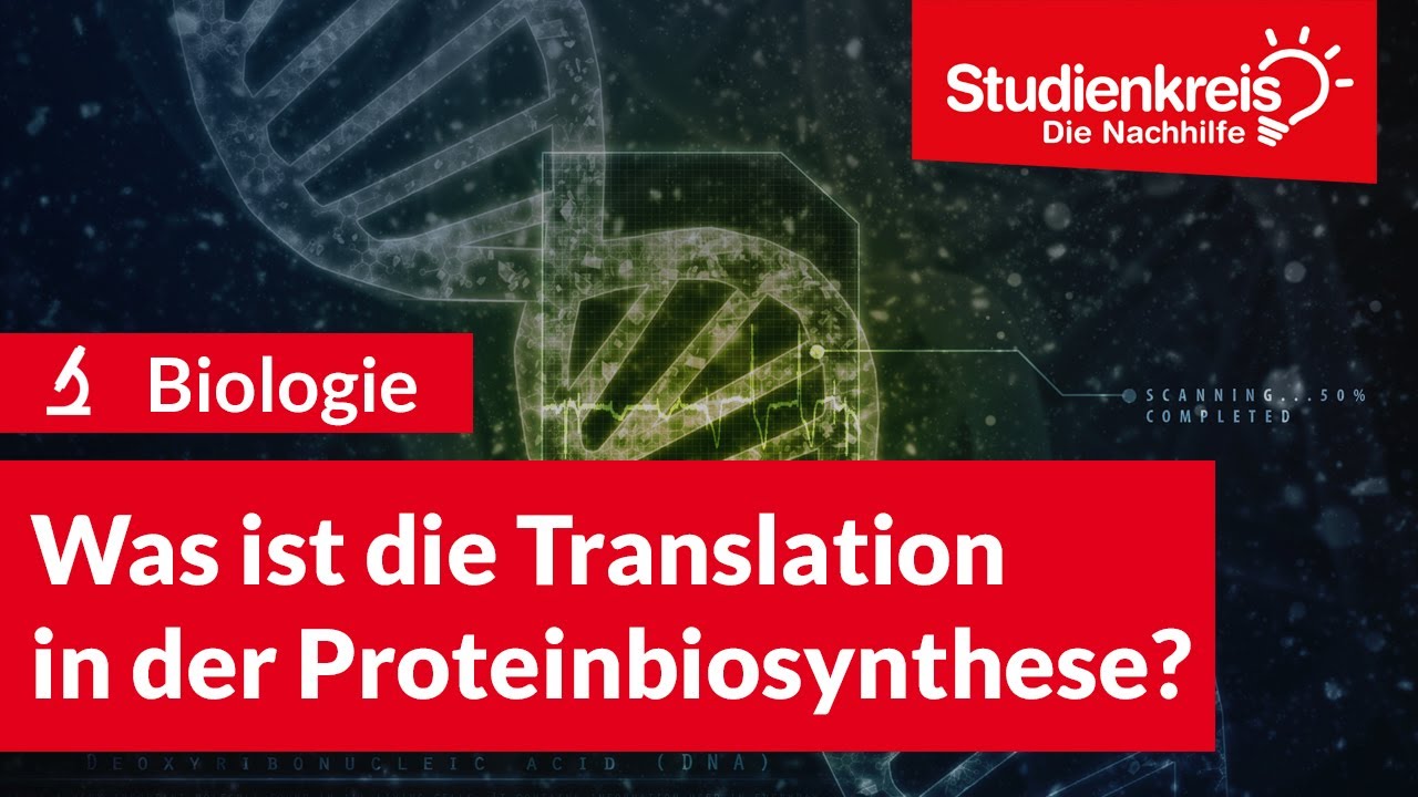 Was ist die Translation in der Proteinbiosynthese? | Biologie verstehen ...