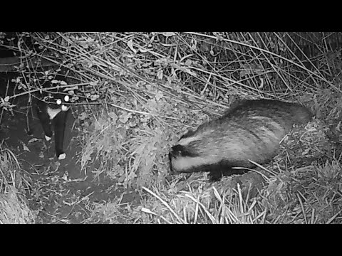 New Forest Explorers Guide - Badger and cat meet up, with unexpected ...