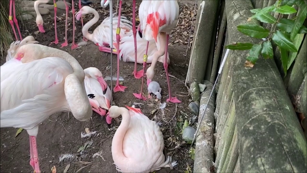 Greater Flamingo In Cage There Is A Woman Standing In A Cage With A