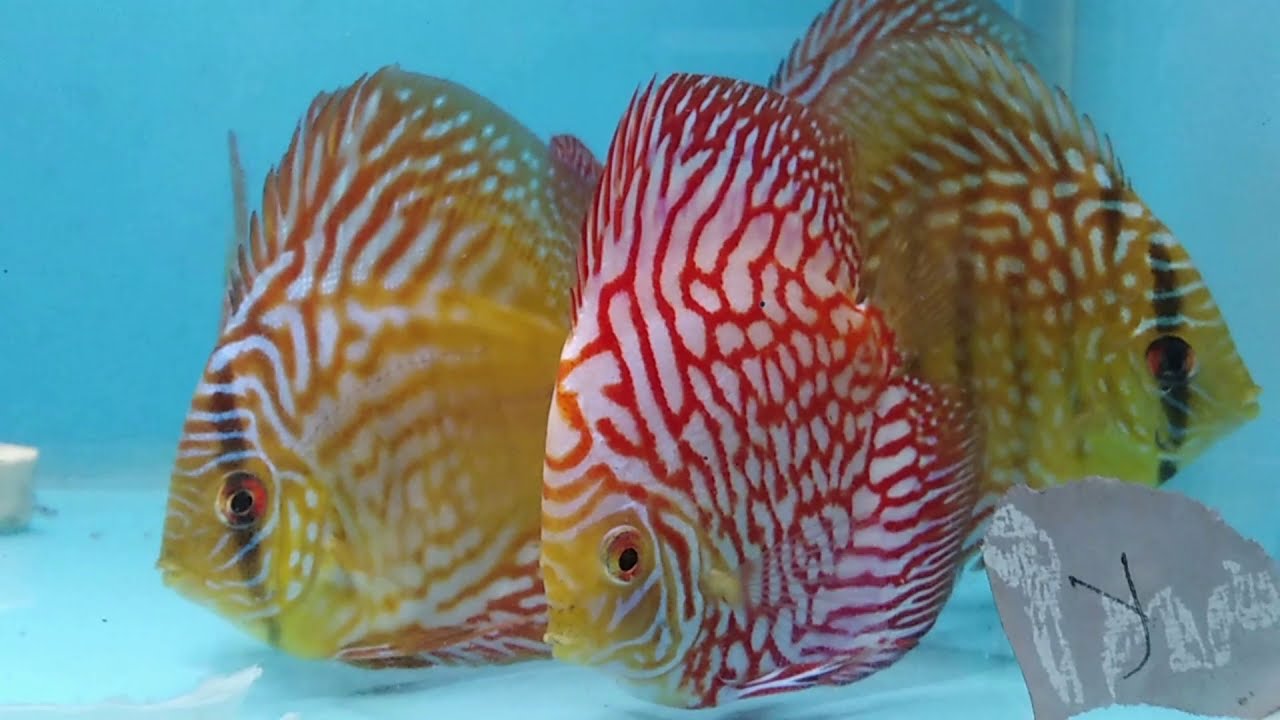 Red Turquoise & Red Checkerboard Discus - YouTube