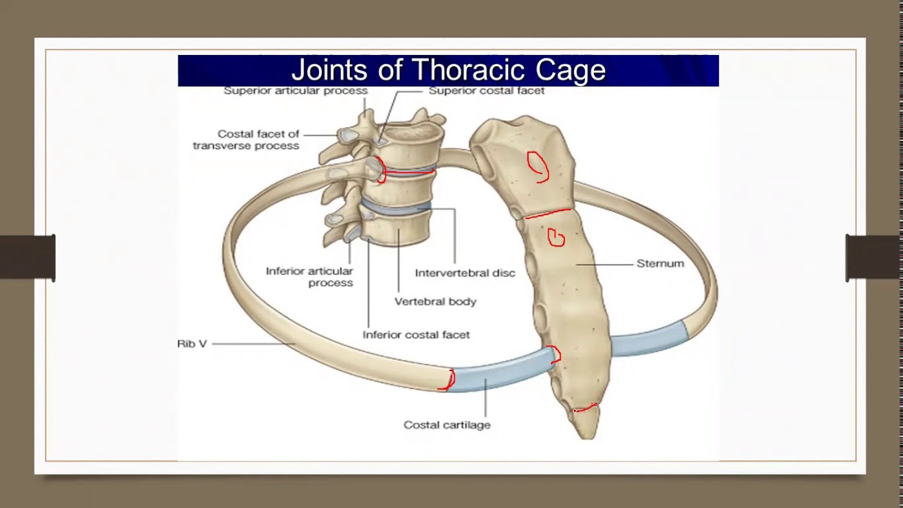 second lecture arthrology and syndesmology - YouTube