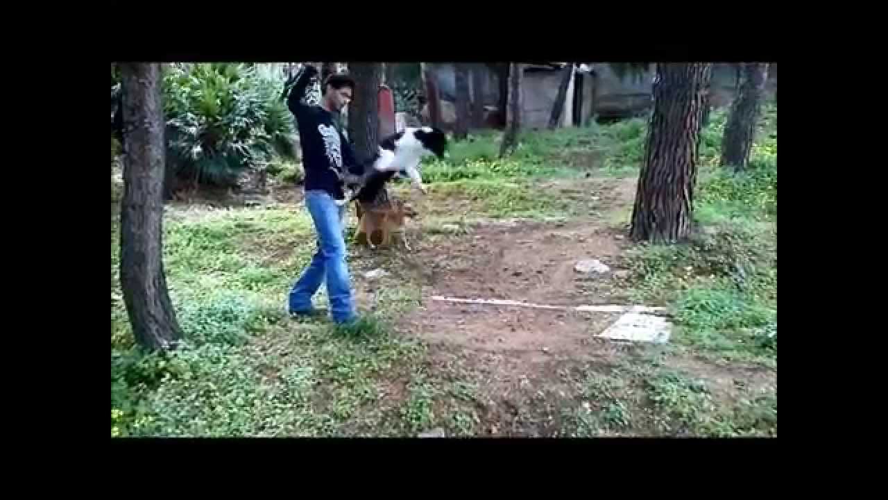 Rebound dog trick - YouTube