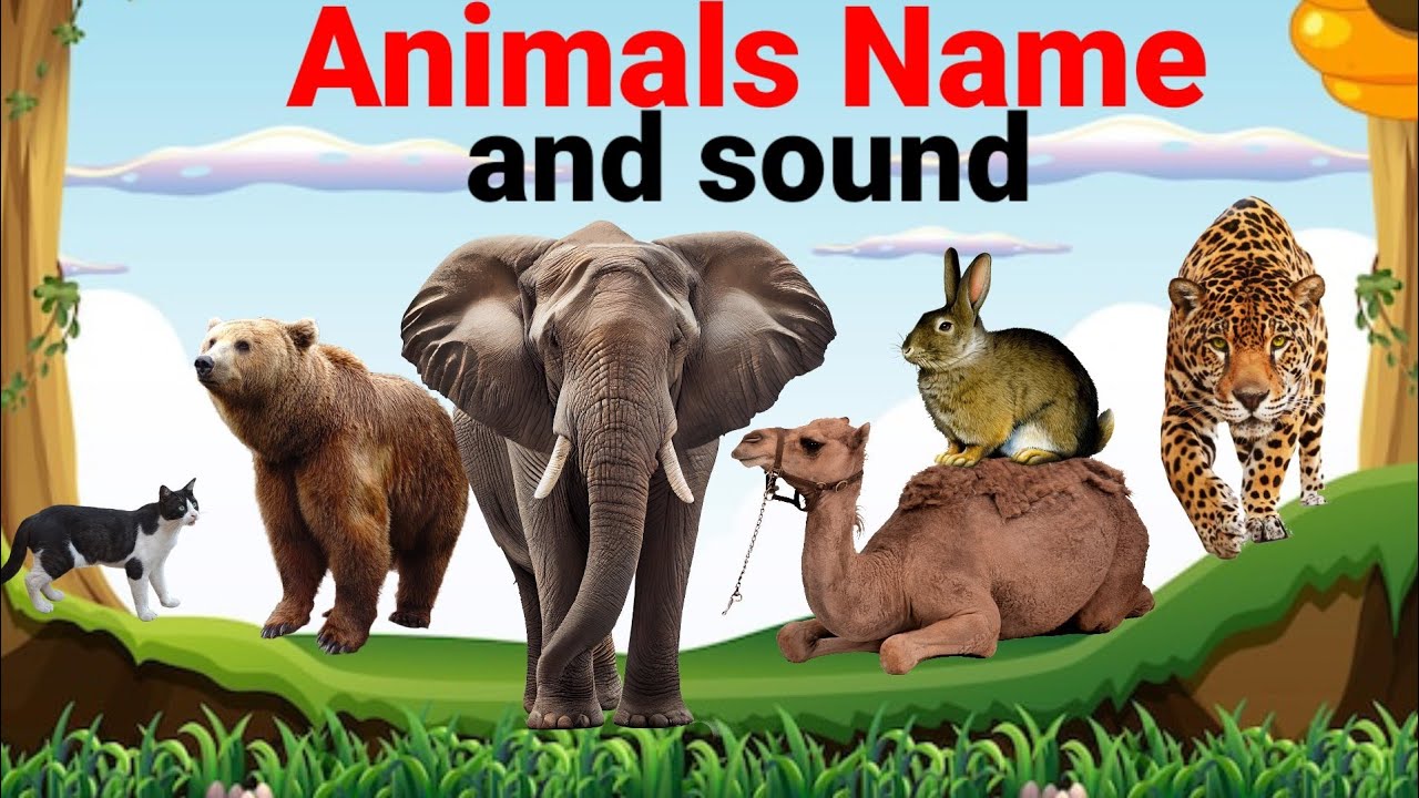 animals names and sounds/animals names and sounds video for kids/learn ...