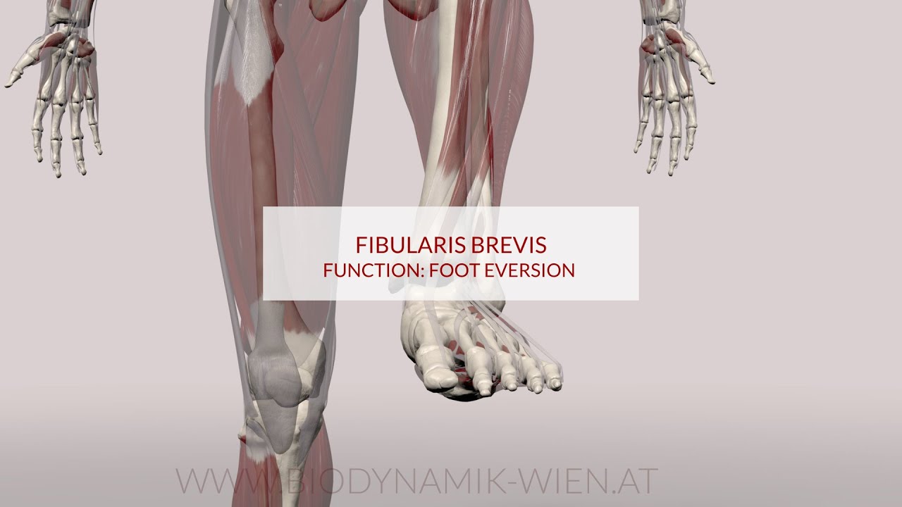 Fibularis Brevis Function: Foot Eversion (3D Animation) - YouTube