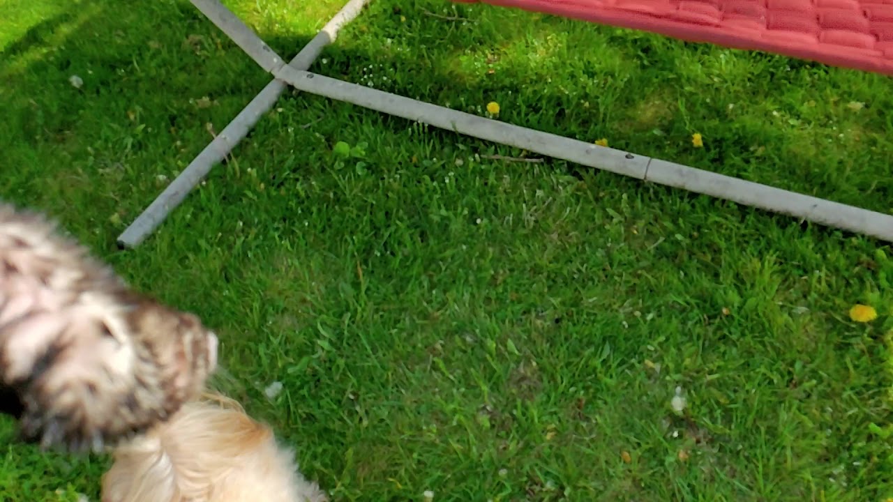 Epic Slow Motion Video of Ferret Shaking water off herself! - YouTube