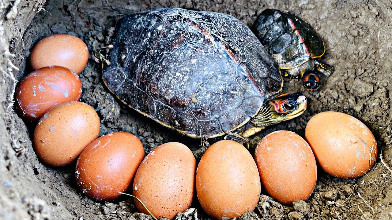 Village boy find Turtle & huge eggs | Catching Big size Turtle | Turtle ...