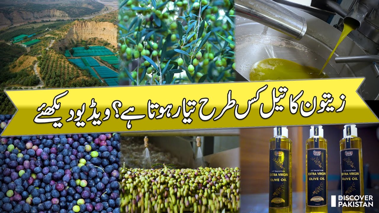 Making Process of Extra Virgin Olive Oil | Discover Pakistan TV - YouTube
