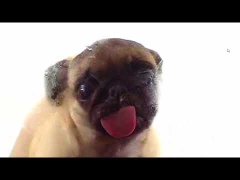 Pet Niva - Pug lambendo tela