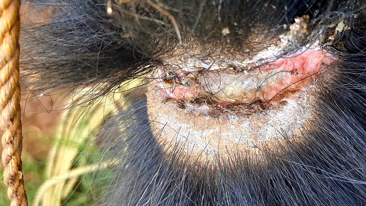 Essential Goat Care Tips: How to Safely Tether Your Goats Without ...