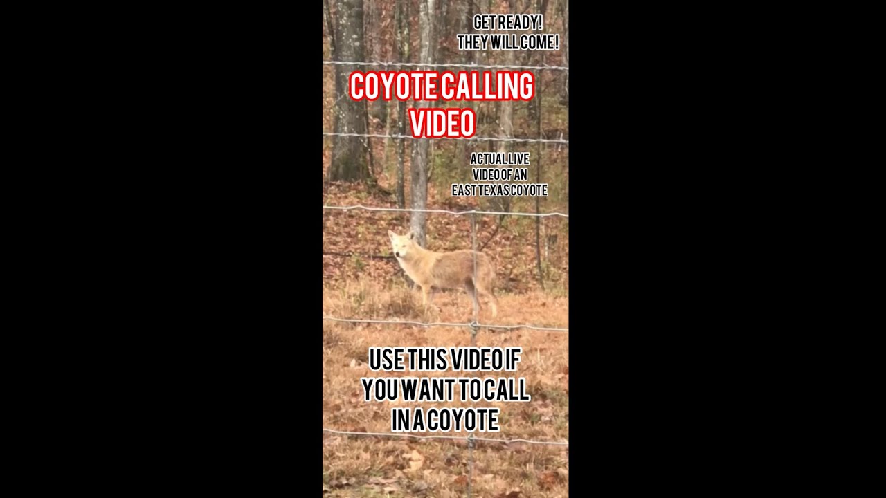 Coyote calling. Actual video (sound) of an East Texas coyote howling. # ...