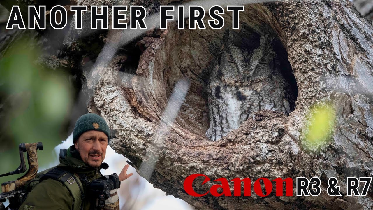 4 HOUR BIRD PHOTOGRAPHY | NEW LOCATION PHOTOGRAPHING OWLS & HAWKS ...