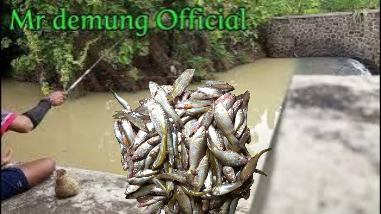 mancing 1 jam hasil 12 kg wader FULL BABON FULL STREAk - YouTube